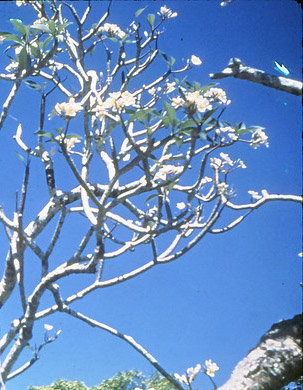 Post 32 — Life is a Beach (Not) | The Samoan Letters